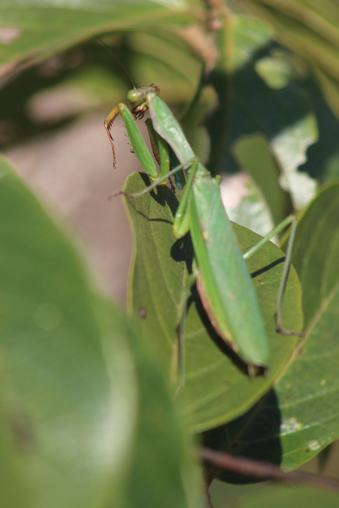Flag Mantis from Durban South, Durban, South Africa on June 12, 2022 at ...