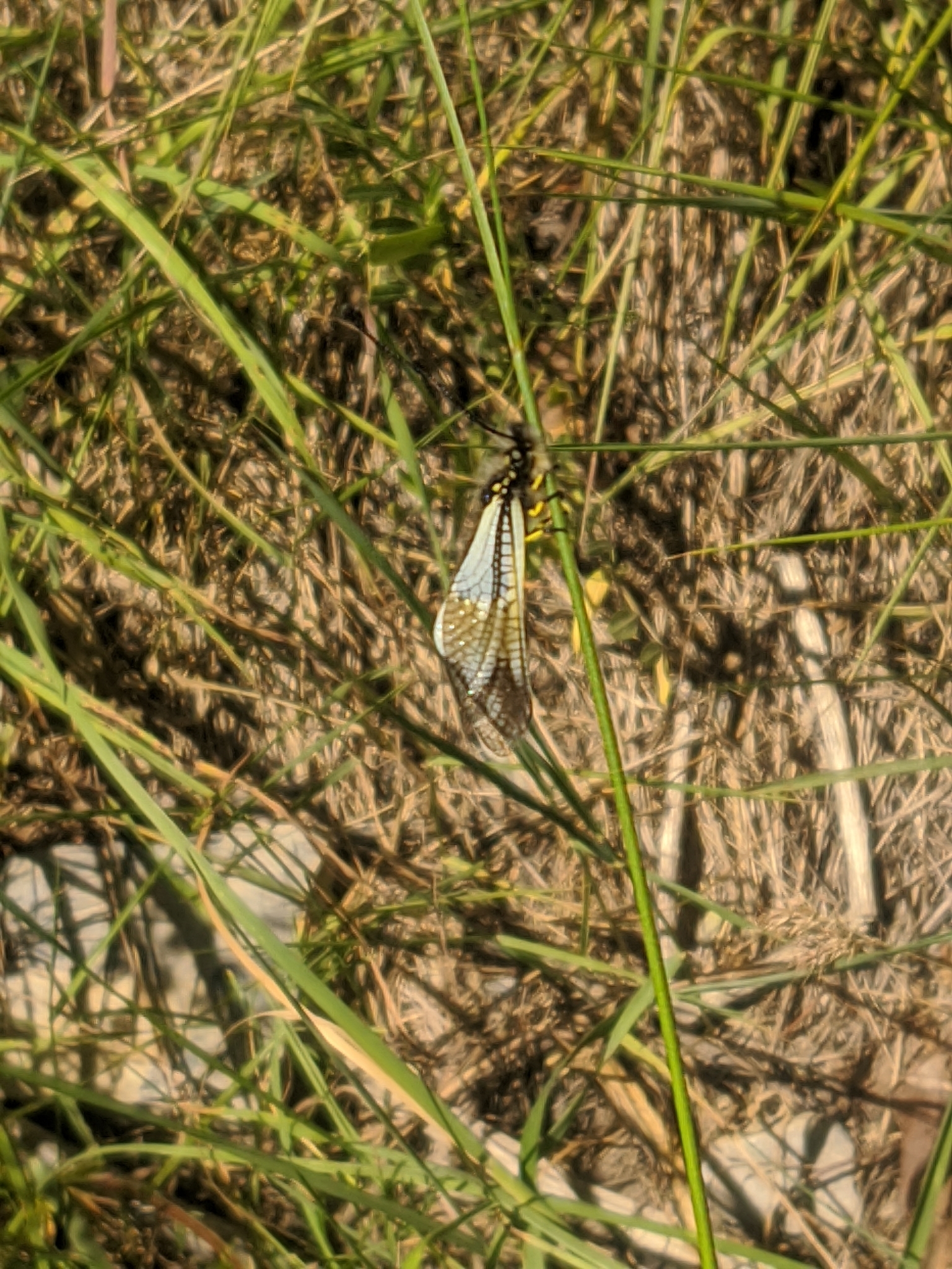 Libelloides lacteus (Brullé, 1832)