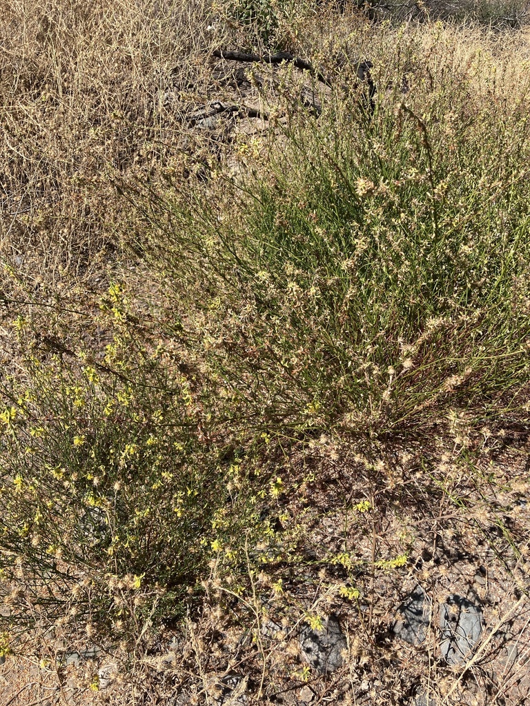 deerweed from Cleveland National Forest, Silverado, CA, US on June 12 ...