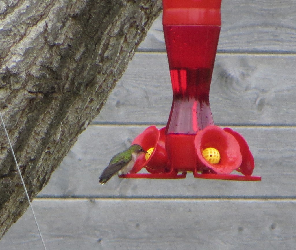 Ruby-throated Hummingbird from Winkler, MB, Canada on May 21, 2022 at ...