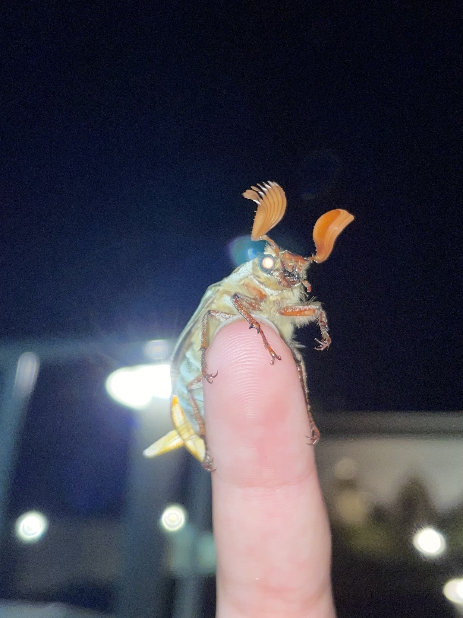 Polyphylla decemlineata (Say, 1824)