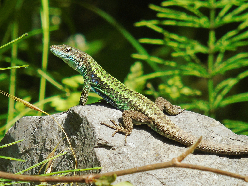 Spiny-tailed Lizard from Coşandere, Trabzon, Turkey on June 12, 2022 at ...