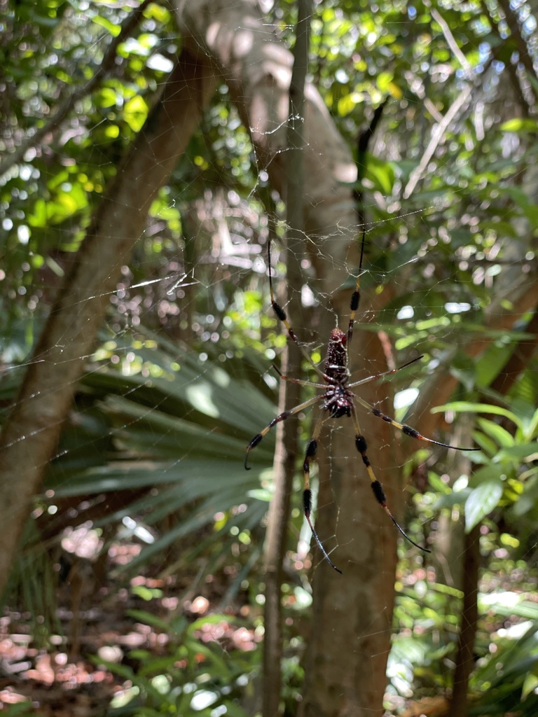 Golden Silk Spider from Gumbo Limbo Nature Center, Inc., Boca Raton, FL ...