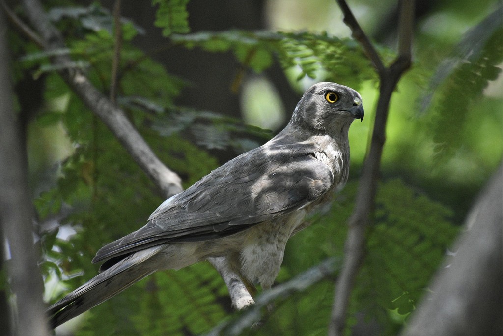 Shikra from Urban Bird Sanctuary, Bhatagaon, Raipur, Chhattisgarh ...
