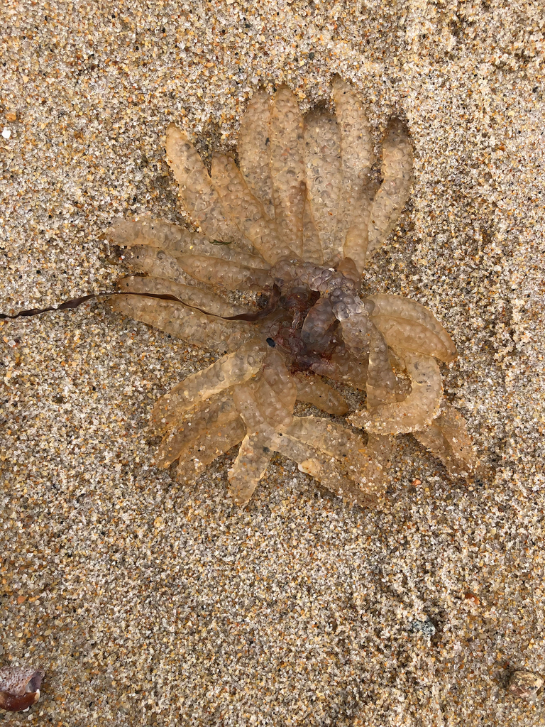 gahi-group Pencil Squids from Charlestown on June 12, 2022 at 09:51 AM ...