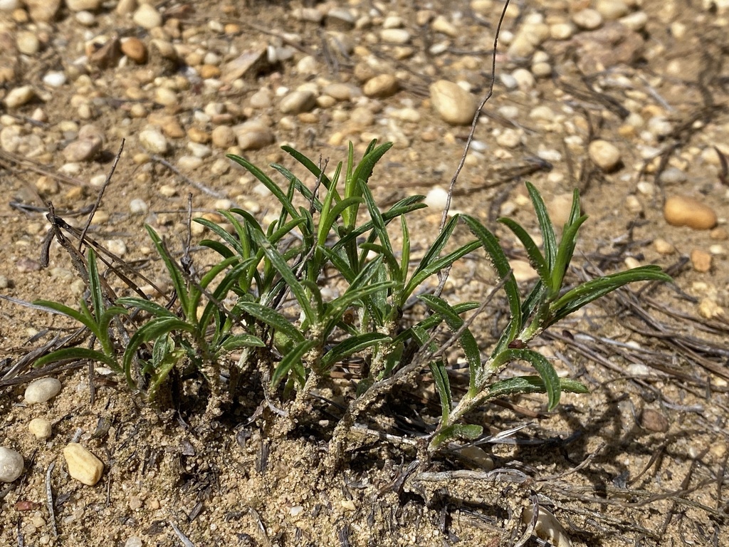 Sickleleaf Silk-grass from Jackson, NJ, US on June 10, 2022 at 03:40 PM ...