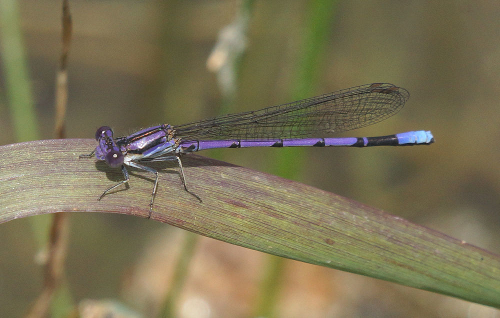 Violet Dancer in June 2022 by Jim Lemon. Champaign Co · iNaturalist