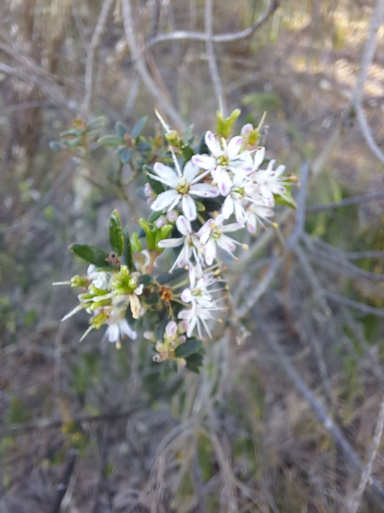 False Buchu from Greater Plettenberg Bay, South Africa on June 10, 2022 ...