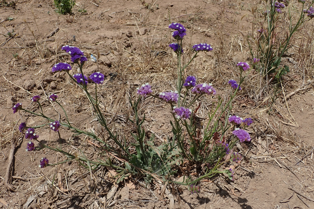 Blue statice from Carpinteria, CA, USA on June 9, 2022 at 01:57 PM by ...