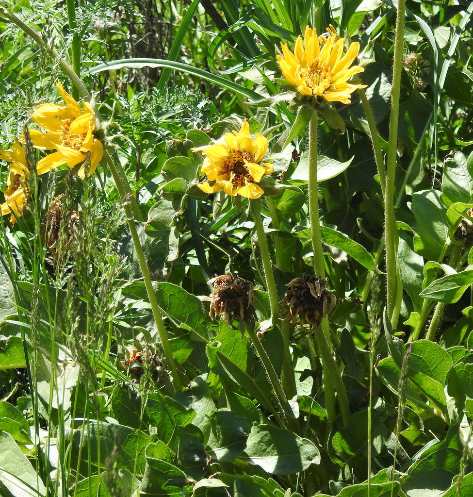 cutleaf balsamroot from Bannock, Idaho, United States on June 7, 2022 ...