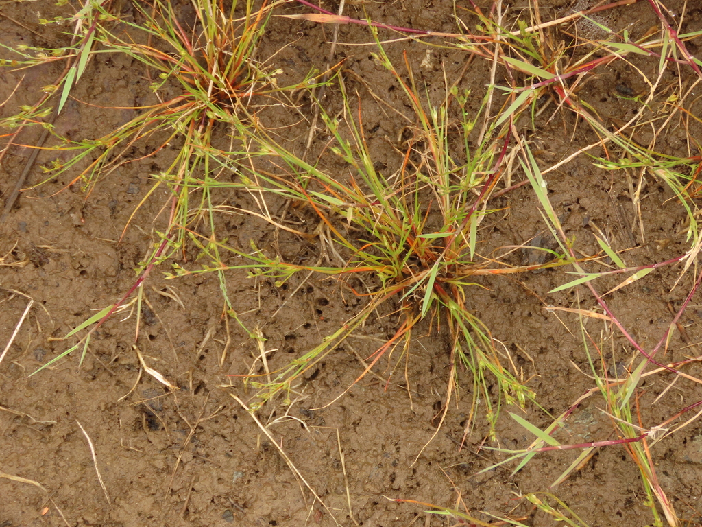 Toad rush from Coos Bay, OR, USA on June 10, 2022 at 12:37 PM by ...
