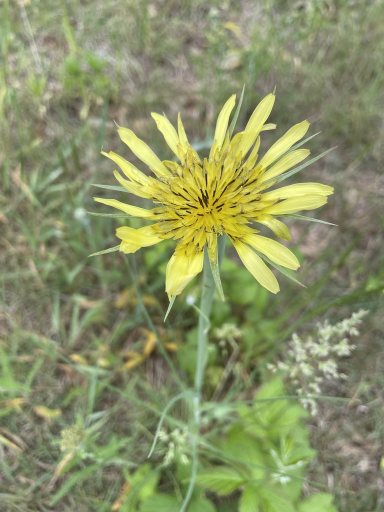 Yellow Salsify from Crow Wing County, MN, USA on June 12, 2022 at 08:57 ...