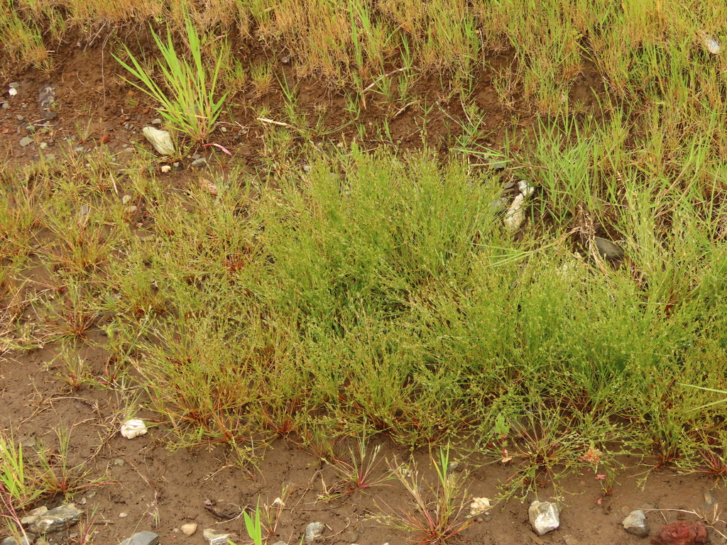 Toad rush from Coos Bay, OR, USA on June 10, 2022 at 12:38 PM by ...