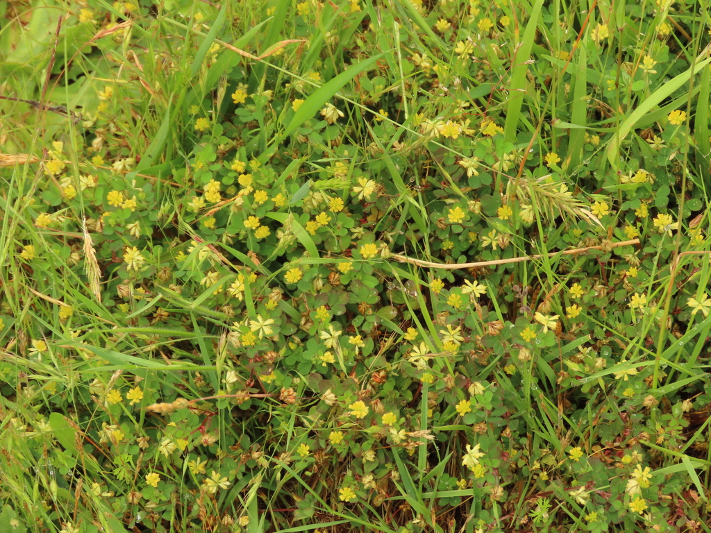 Lesser hop trefoil from Coos Bay, OR, USA on June 10, 2022 at 12:48 PM ...
