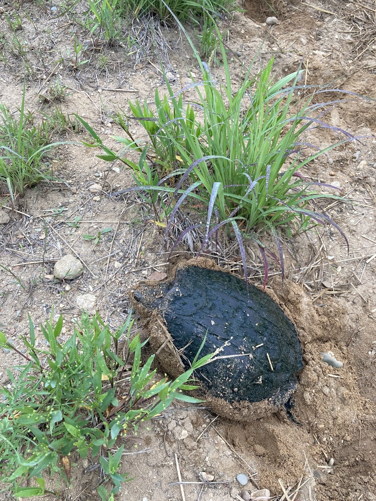 Common Snapping Turtle from Meridian Park, Mount Pleasant, MI, US on ...