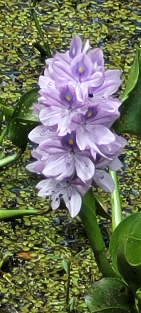 common water hyacinth from TEMPLE TERR, FL 33617, USA on June 12, 2022 ...