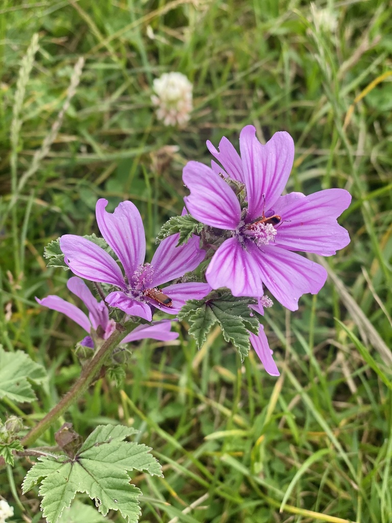 Common Mallow from Parque Del Cabo San Lorenzo, Gijón, Asturias, ES on ...