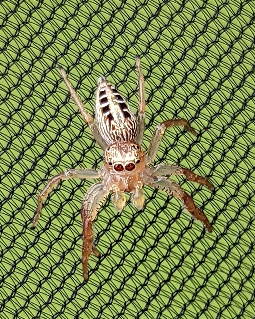 Spotted Thyene Jumping Spider from Chikwawa, Malawi on June 12, 2022 at ...