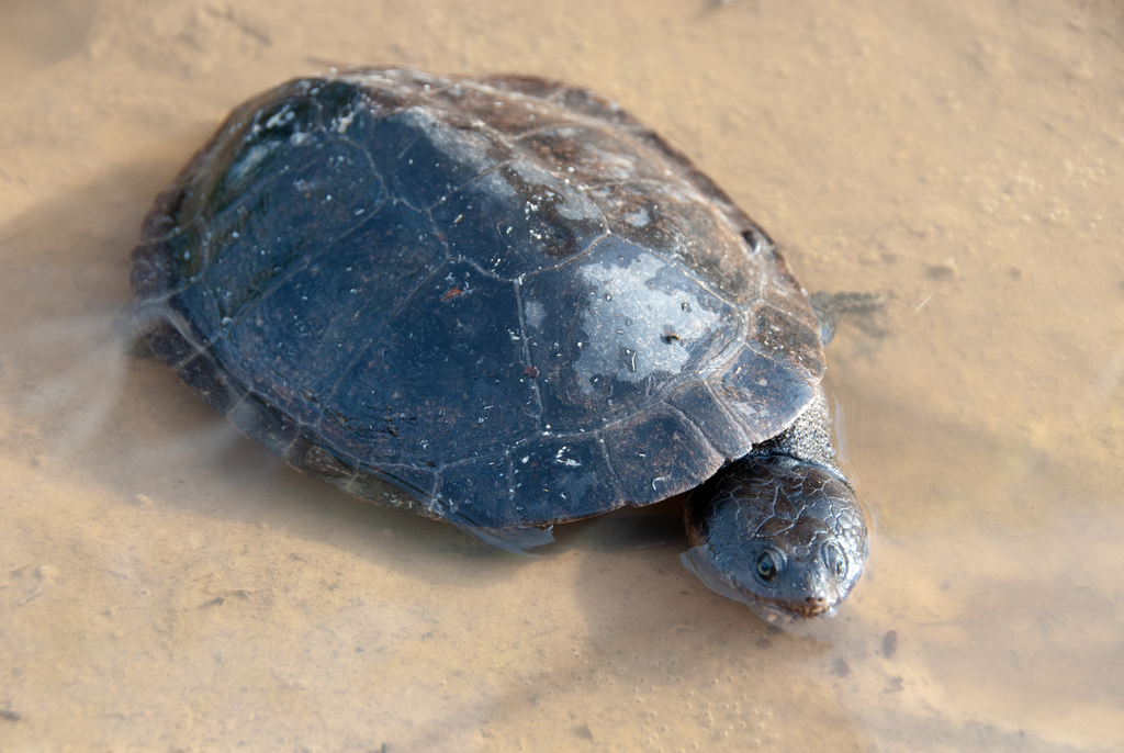 Gibba Toad-headed Turtle from Itamarati - AM, 69510-000, Brasil on June ...