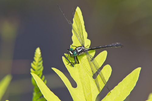 Sable Clubtail (Stenogomphurus rogersi) · iNaturalist