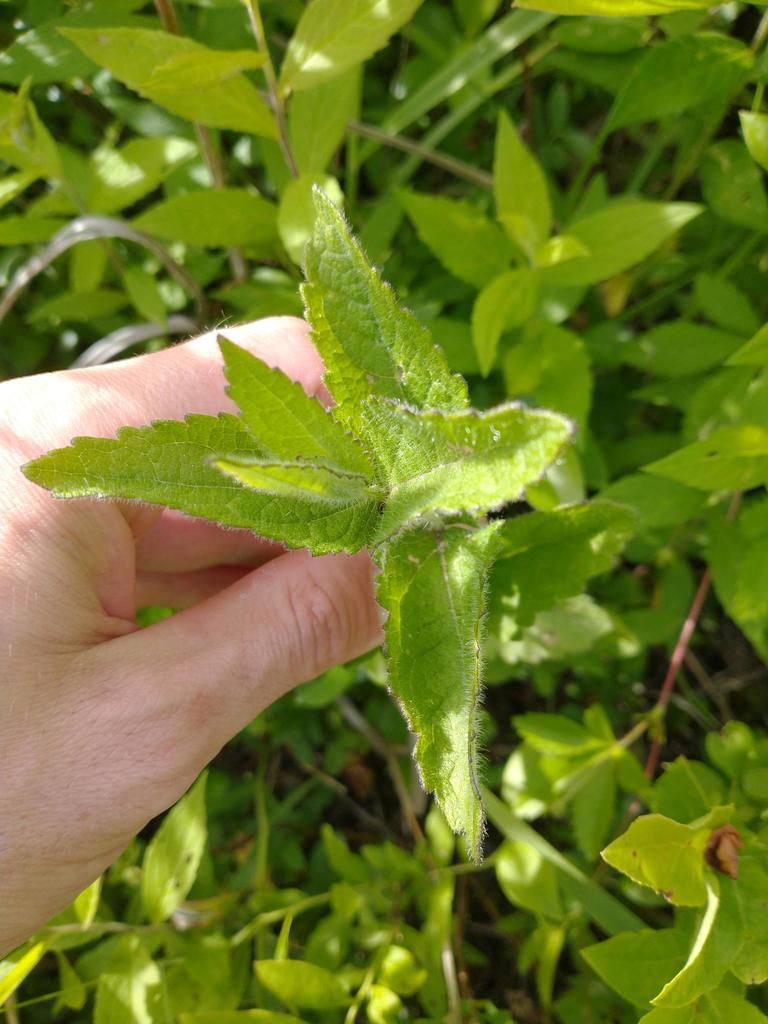 bonesets from Amherst, MA, USA on June 10, 2022 at 05:35 PM by ...