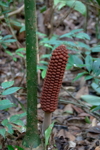 Zamia amazonum · iNaturalist United Kingdom