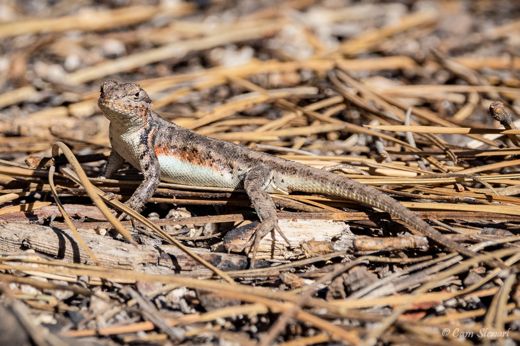 Common Sagebrush Lizard (Sceloporus graciosus) - Snakes and Lizards