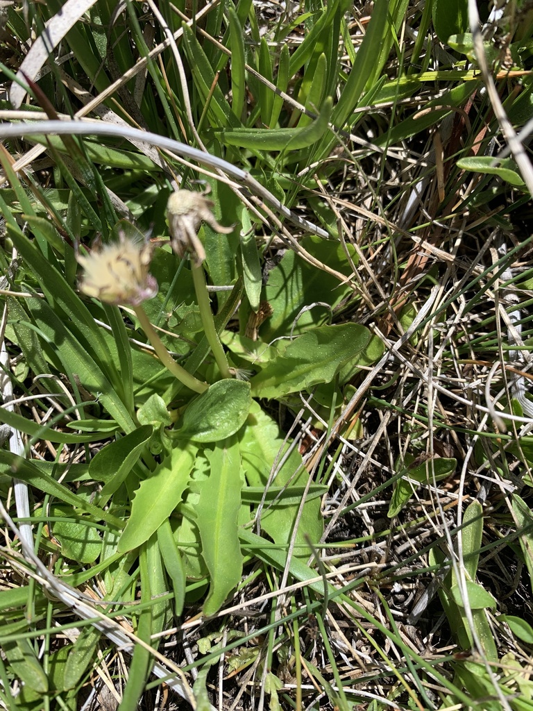 California dandelion in June 2022 by Duncan Bell · iNaturalist
