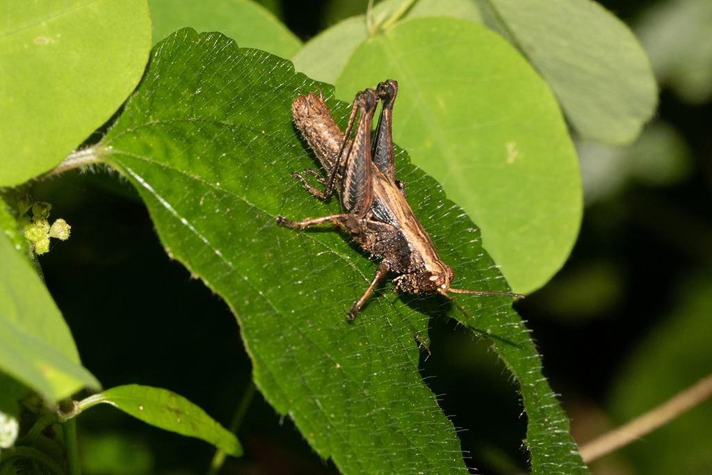 Short-horned Grasshoppers from G55G+P4G, Antsiranana, Madagaskar on ...