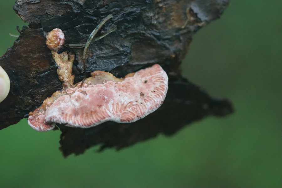 Coral-pink Merulius from Fairfax County, VA, USA on June 12, 2022 at 10 ...