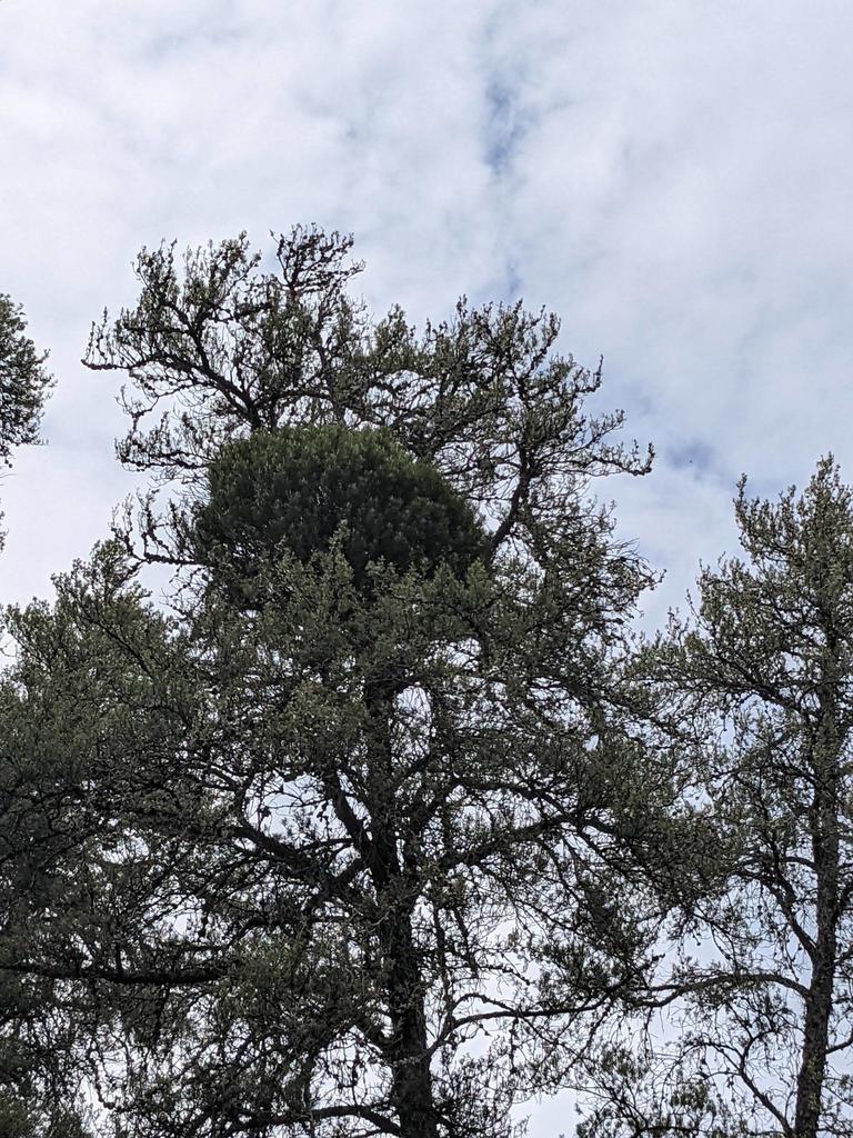 Lodgepole Pine Dwarf-Mistletoe from Grand Marais, MB R0E, Canada on ...