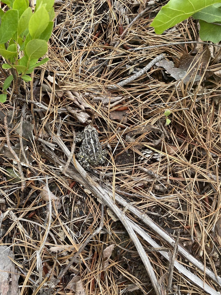 Fowler's Toad from Stevenson Rd, Chatsworth, NJ, US on June 12, 2022 at ...