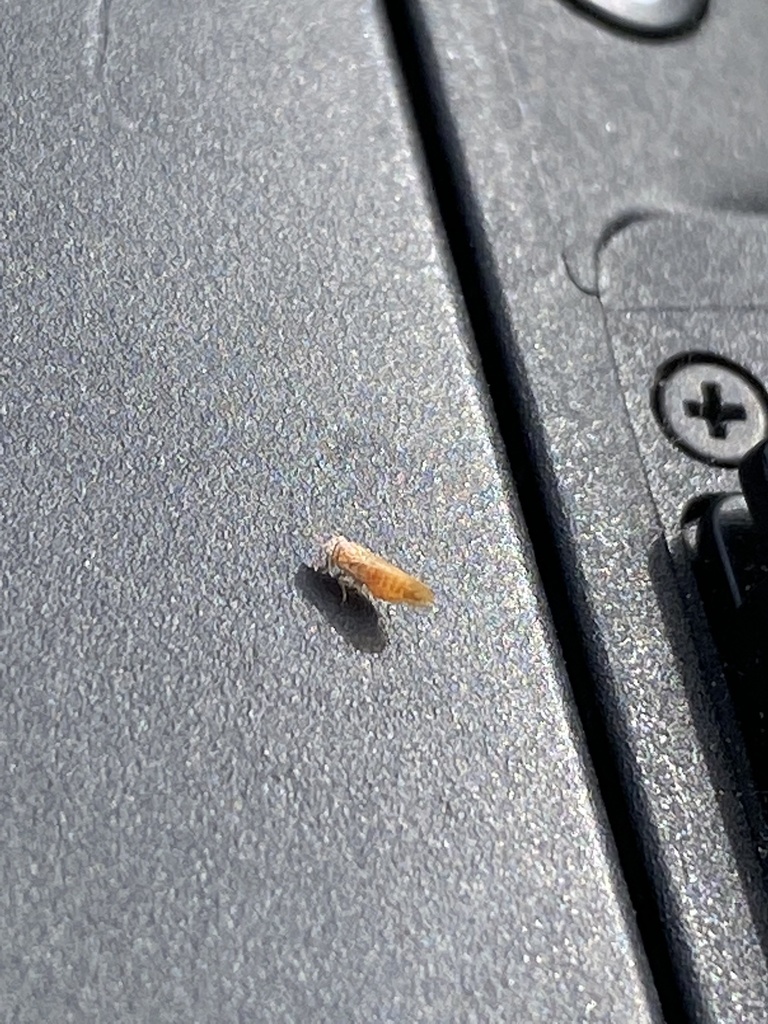 jumping plant lice from Wellington, CO, US on June 10, 2022 at 06:04 PM ...