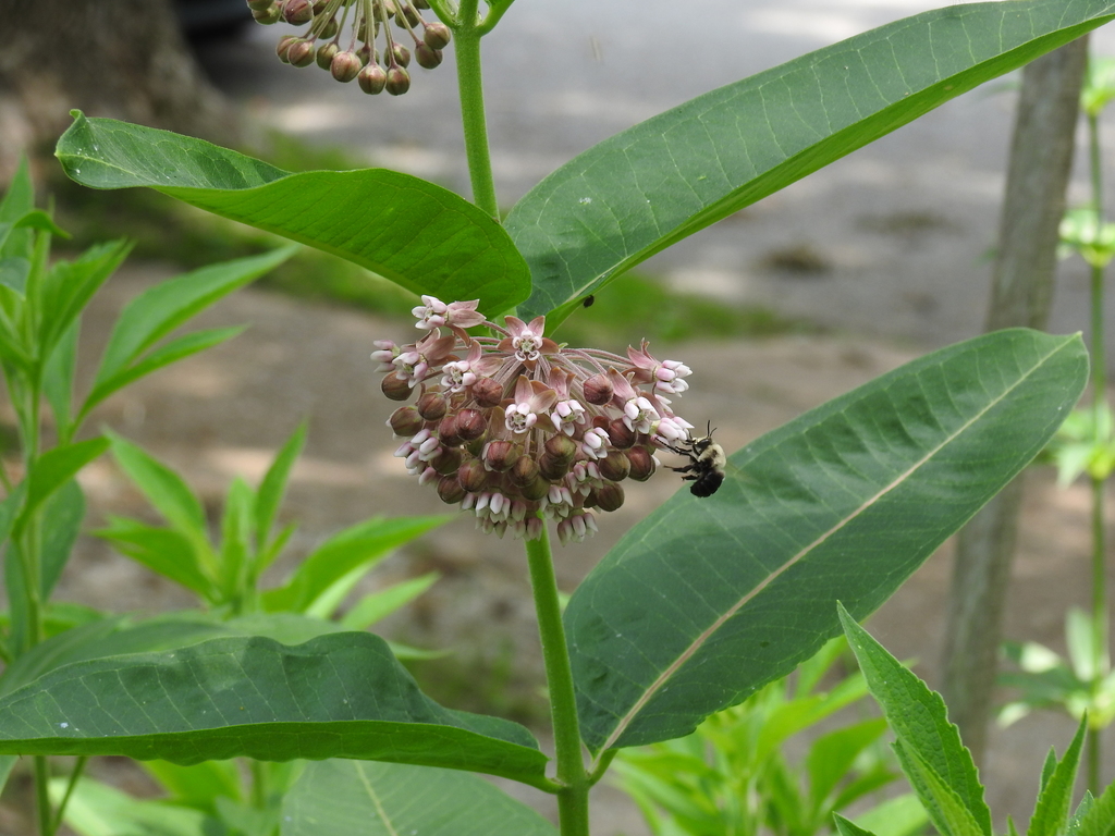 Abrupt Digger Bee from Maplewood, MO, USA on June 12, 2022 at 11:23 AM ...