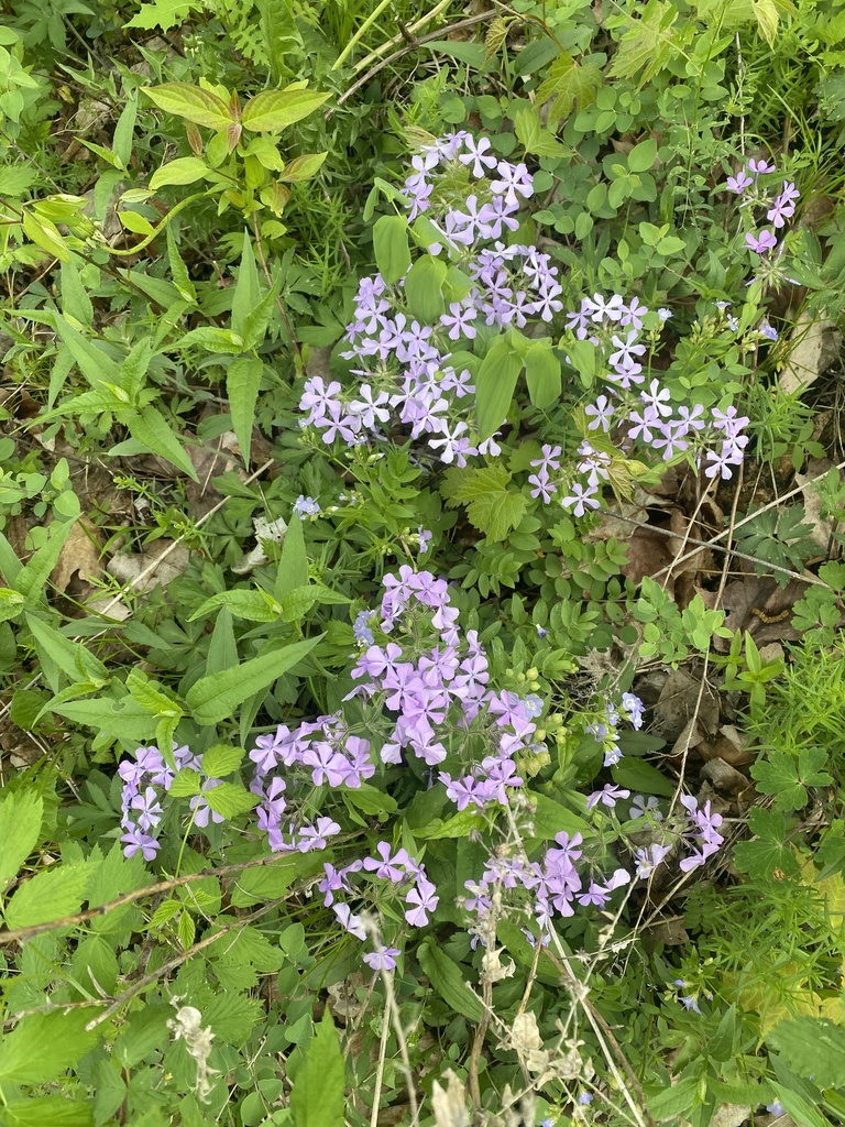 woodland phlox from Oakfield, WI, US on May 19, 2022 at 12:36 PM by ...