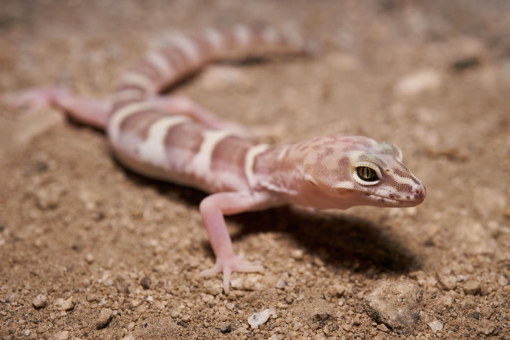 Desert Banded Gecko from Riverside County, CA, USA on June 11, 2022 at ...