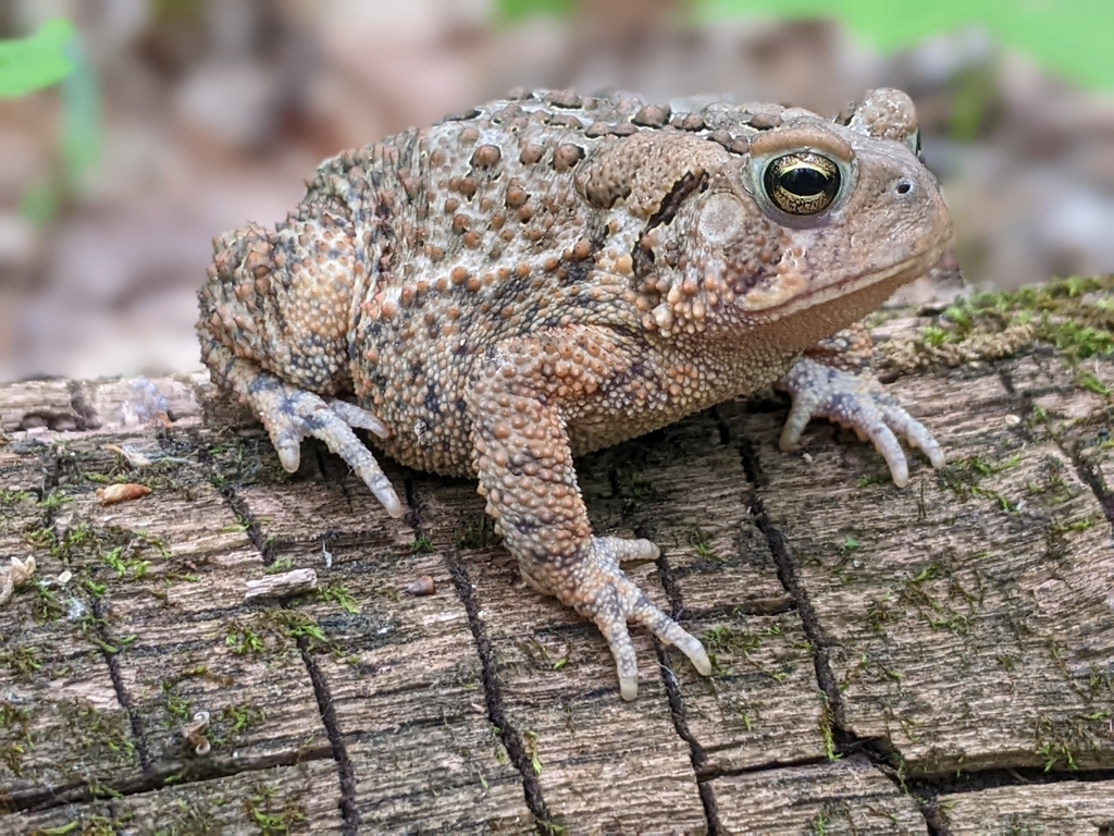 American Toad from Glendorado Township, MN, USA on June 04, 2022 at 01: ...