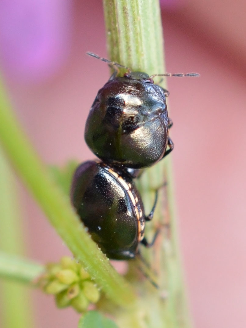 Coptosoma scutellatum (Geoffroy, 1785)