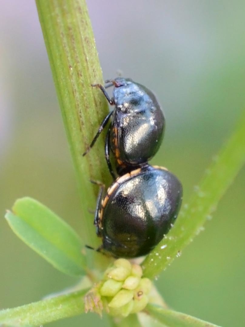 Coptosoma scutellatum (Geoffroy, 1785)