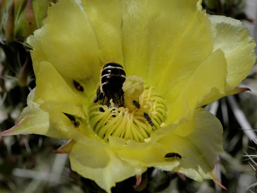 Club-cholla in June 2022 by Elliott Gordon. roughly peak blooms ...