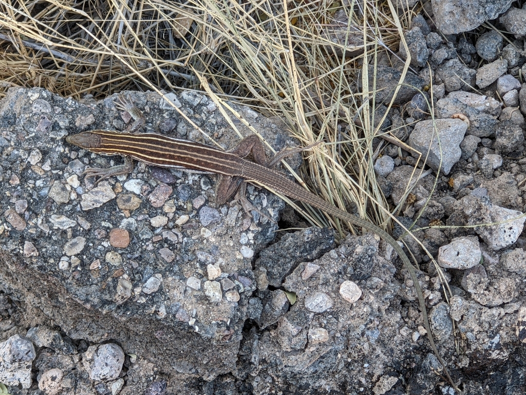 Sonoran Spotted Whiptail from Tucson, AZ 85750, USA on June 12, 2022 at ...