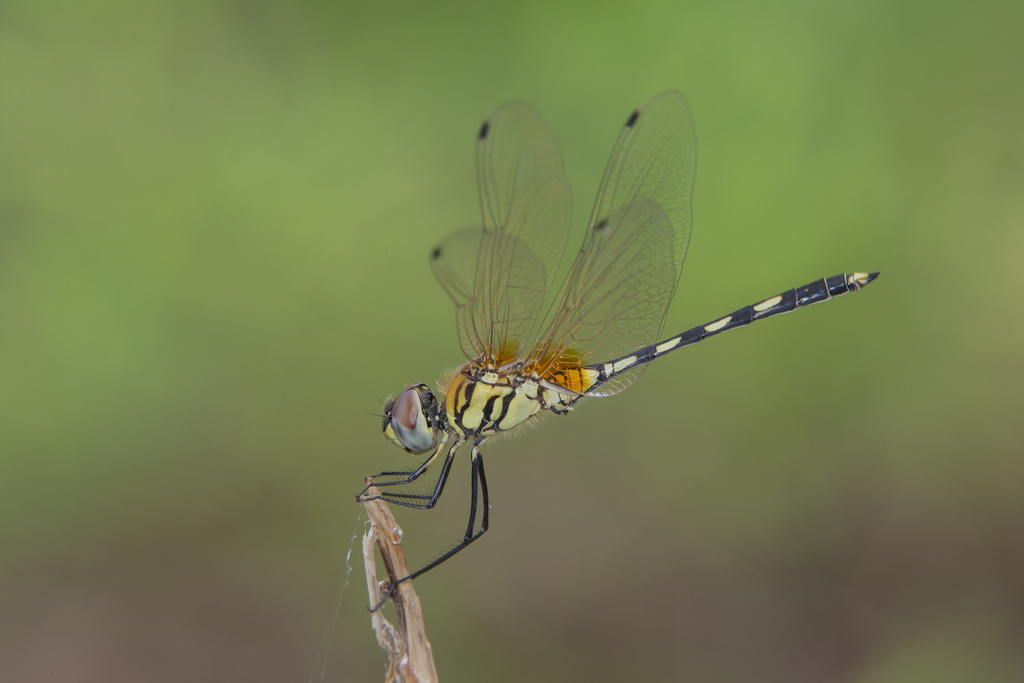 Dancing Dropwing (Mammals of Chhattisgarh, India) · iNaturalist