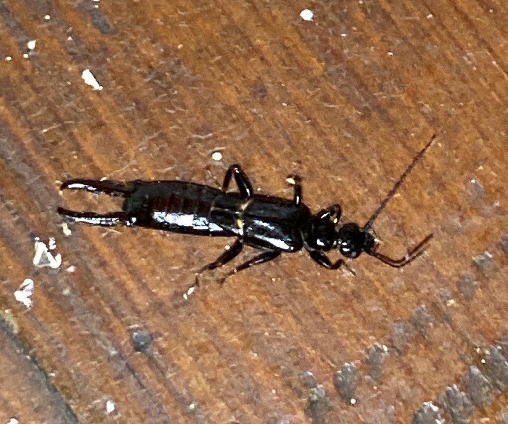 Sphingolabis hawaiiensis from Hawaii County, HI, USA (SE side) on May ...