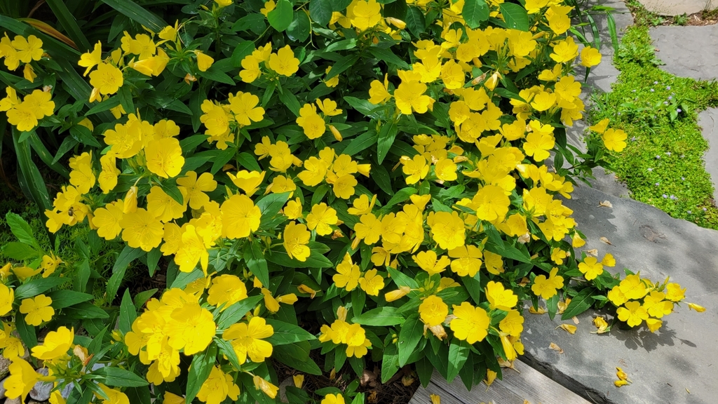 evening primroses, sundrops, and beeblossoms from New Market on June 12 ...