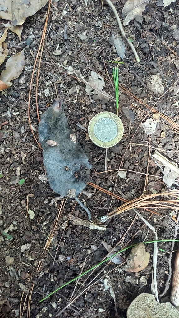 Small-eared Shrews in June 2022 by El Chivizcoyo · iNaturalist