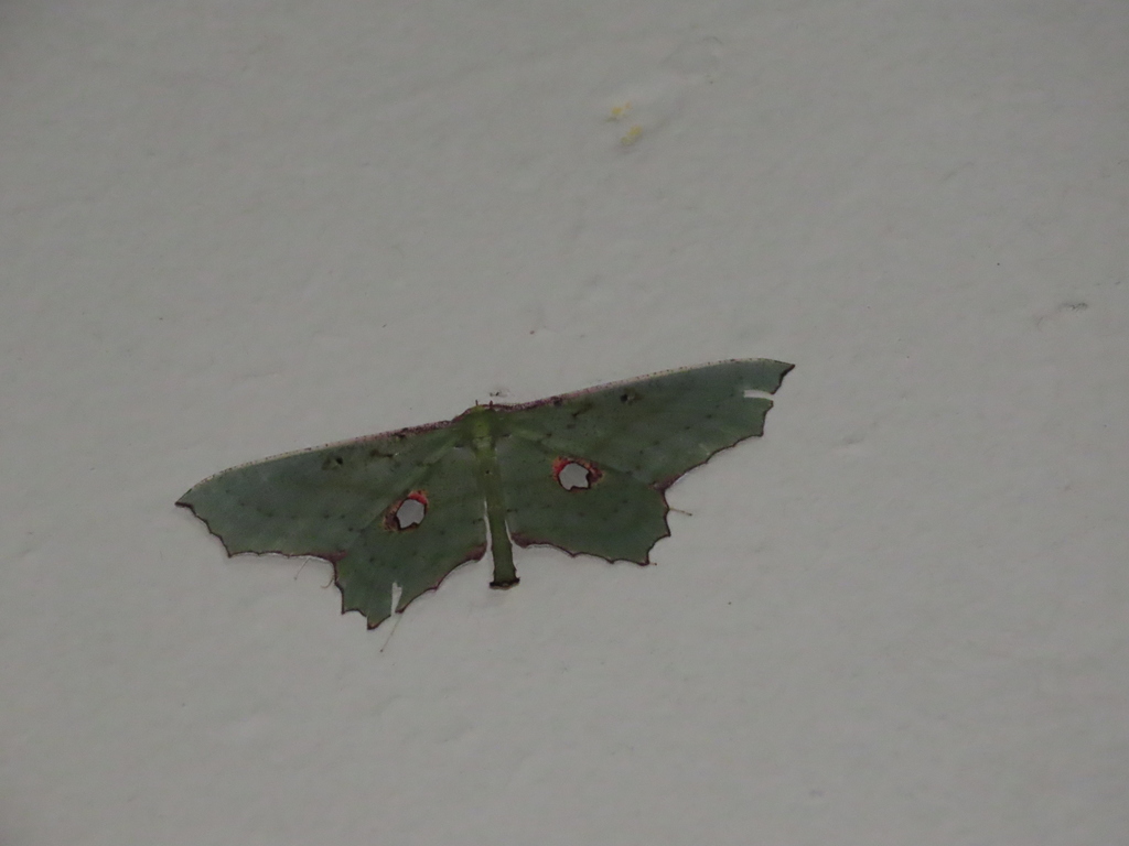 Macrotes commatica from Jaramillo Abajo, Jaramillo, Panamá on June 12 ...