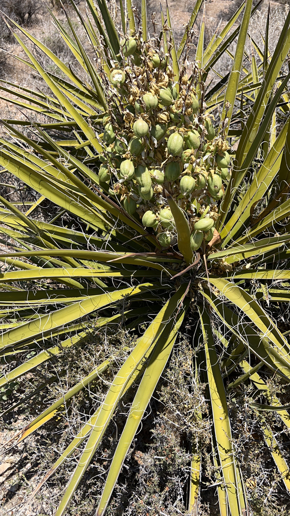 Mojave Yucca from Las Vegas on June 12, 2022 at 11:17 AM by kdorough ...