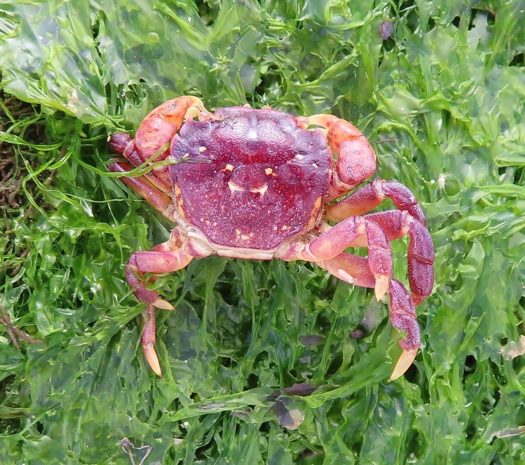 Purple Shore Crab from Fairhaven, Bellingham, WA 98225, USA on June 12 ...