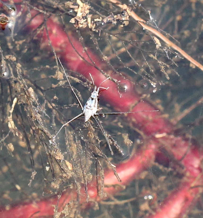 Neogerris hesione from Morris County, TX, USA on June 12, 2022 at 10:23 ...