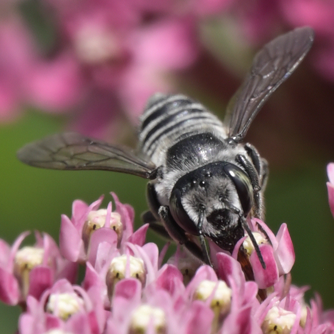Texas Leaf-cutter Bee from North Omaha, Omaha, NE, USA on June 12, 2022 ...